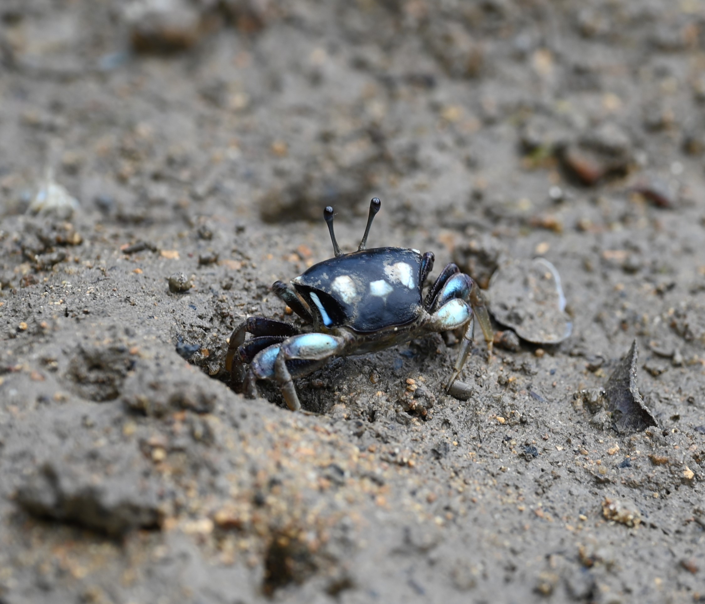 HKU Ecologists Discover Rare Fiddler Crab Species on Hong Kong Coast ...